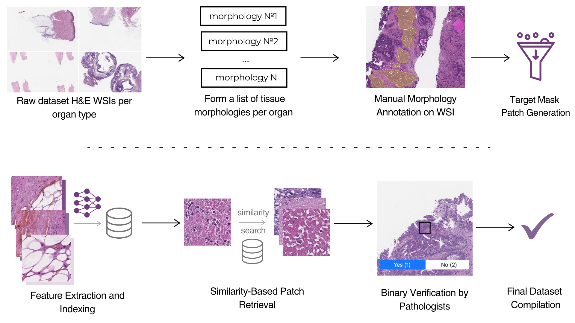 SPIDER: A Comprehensive Multi-Organ Supervised Pathology Dataset and ...