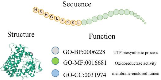 ProtGO: Function-Guided Protein Modeling for Unified Representation Learning · NeurIPS 2024