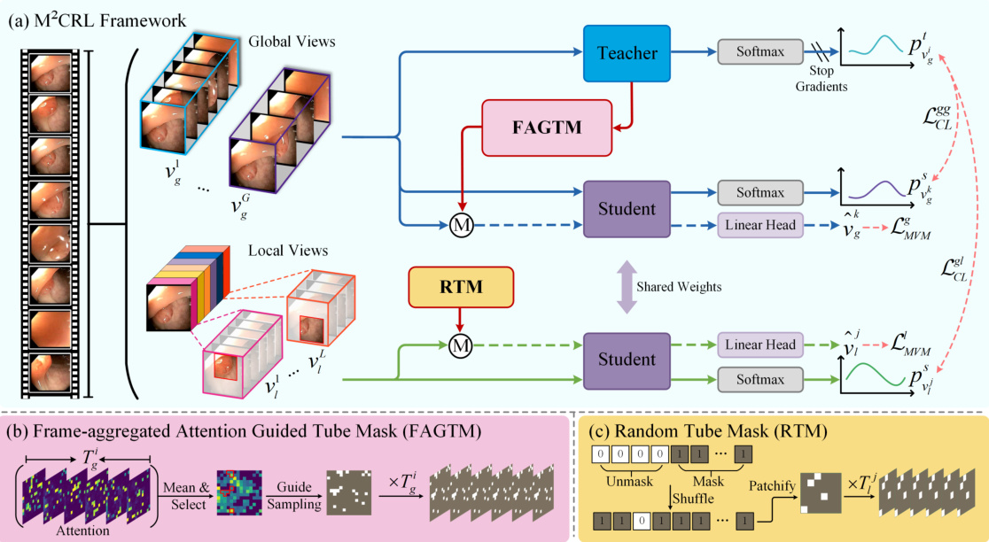 Multi-view Masked Contrastive Representation Learning for Endoscopic Video Analysis · NeurIPS 2024