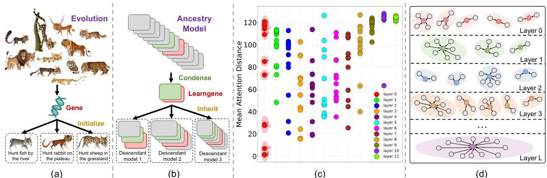 Cluster Learngene Inheriting Adaptive Clusters For Vision Transformers · Neurips 2024
