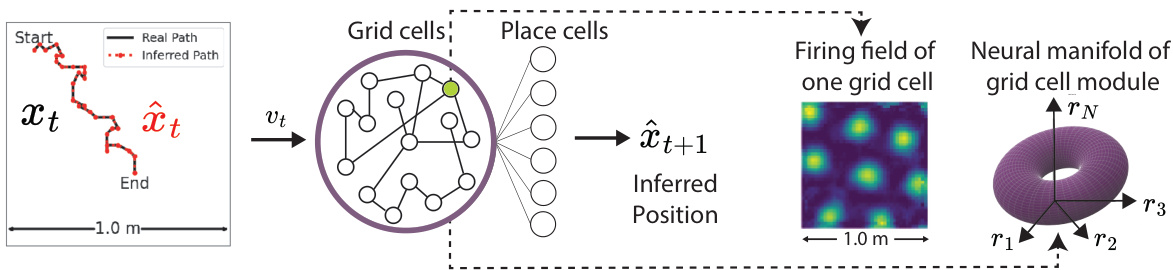 Global Distortions from Local Rewards: Neural Coding Strategies in Path-Integrating Neural ...