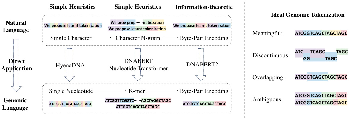 Model Decides How to Tokenize: Adaptive DNA Sequence Tokenization with MxDNA · NeurIPS 2024