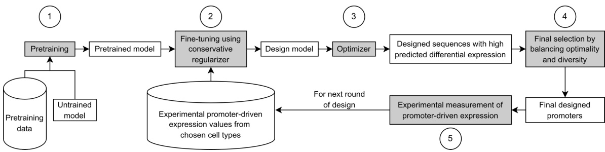Designing Cell-Type-Specific Promoter Sequences Using Conservative Model-Based Optimization ...