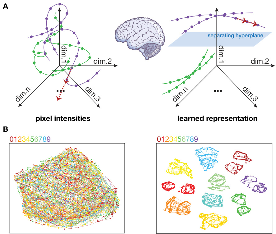 Learning predictable and robust neural representations by straightening image sequences ...
