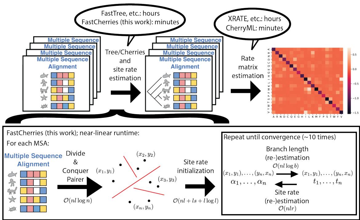 Ultrafast classical phylogenetic method beats large protein language models on variant effect ...