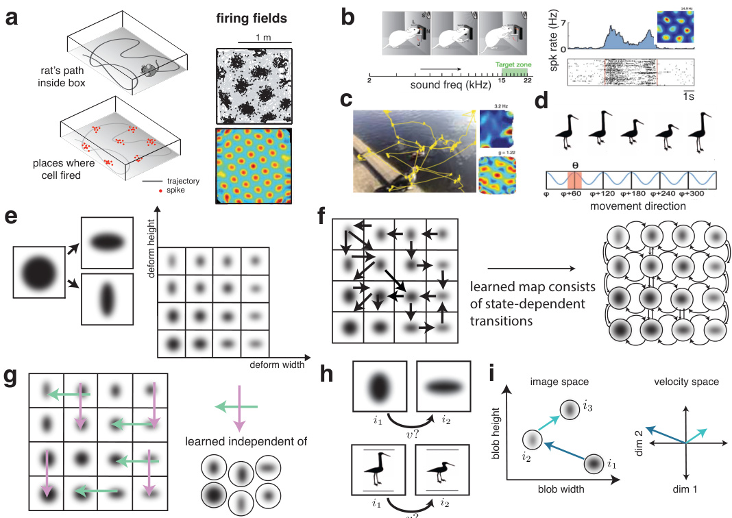 Flexible mapping of abstract domains by grid cells via self-supervised extraction and projection ...