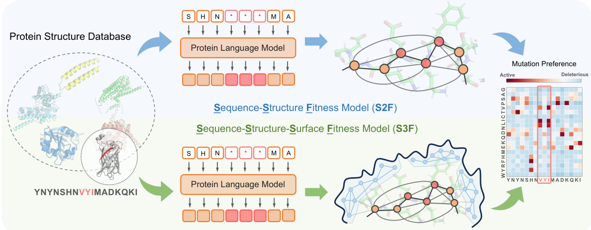 Multi-Scale Representation Learning for Protein Fitness Prediction · NeurIPS 2024