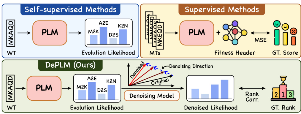 DePLM: Denoising Protein Language Models for Property Optimization ...