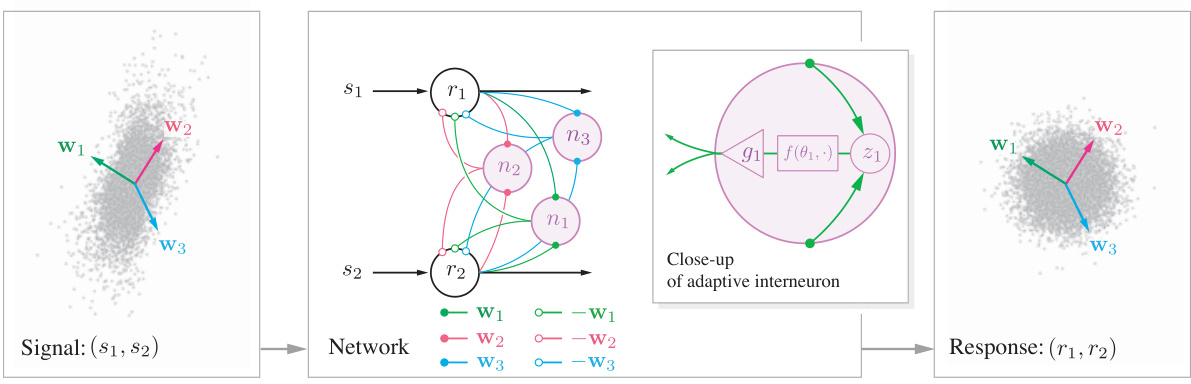 Shaping the distribution of neural responses with interneurons in a recurrent circuit model ...
