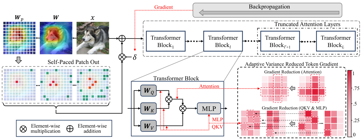 Boosting the Transferability of Adversarial Attack on Vision Transformer with Adaptive Token ...