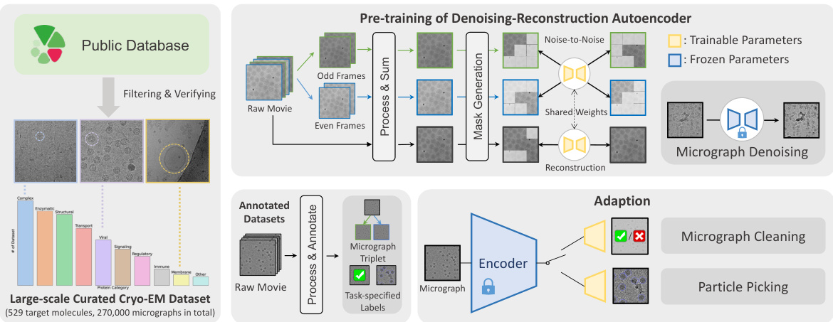 DRACO: A Denoising-Reconstruction Autoencoder for Cryo-EM · NeurIPS 2024