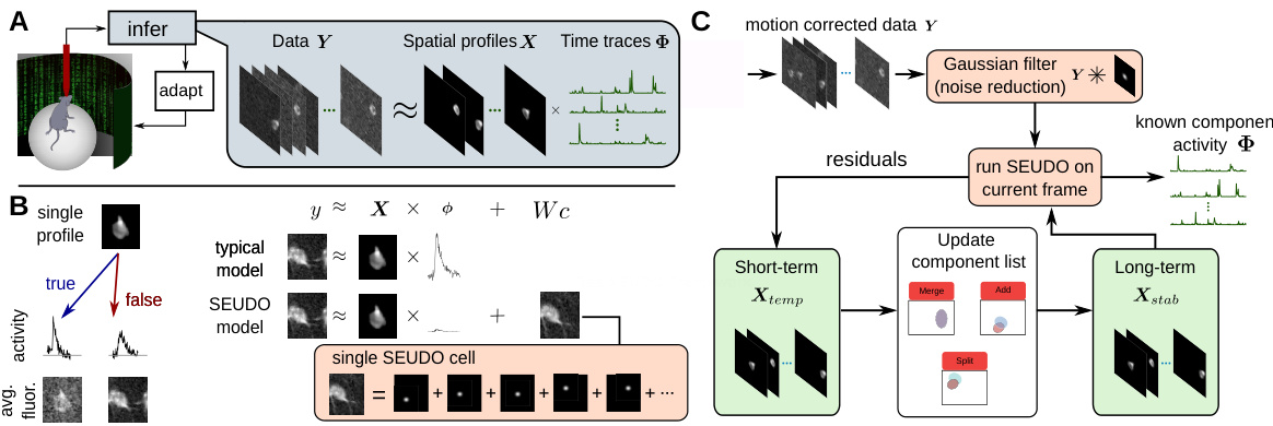 realSEUDO for real-time calcium imaging analysis · NeurIPS 2024